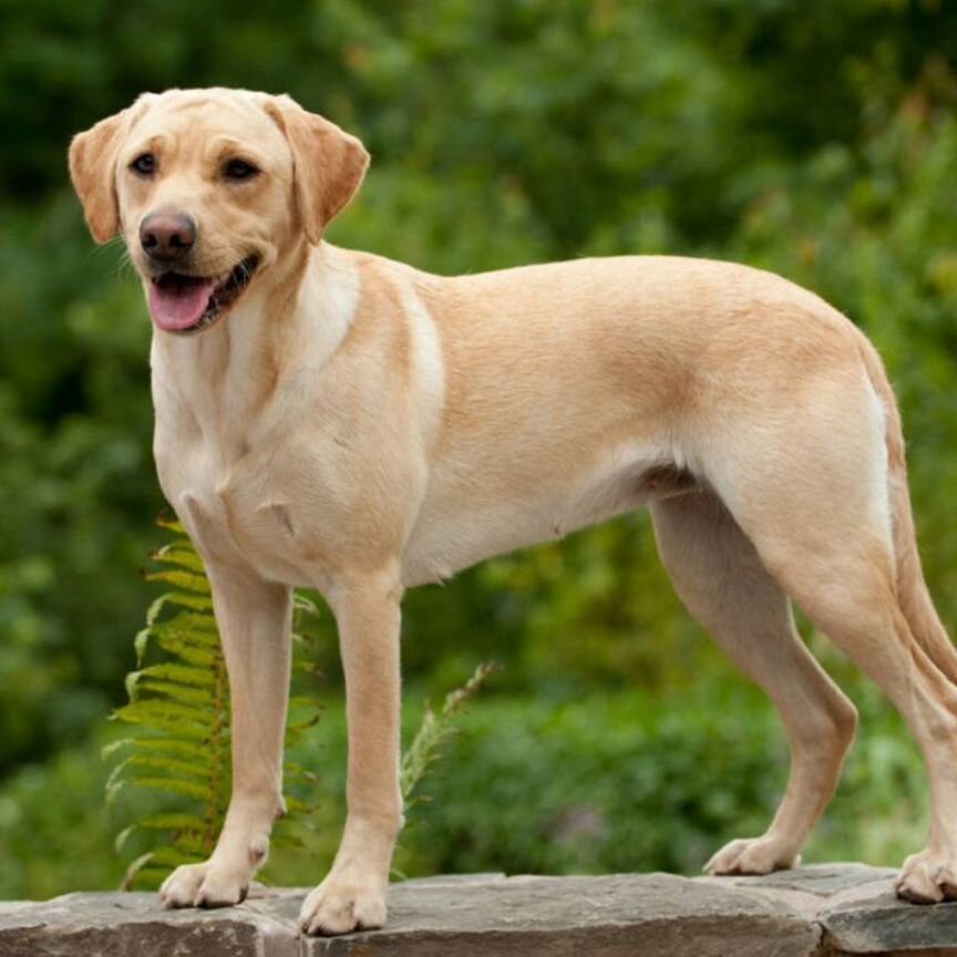 Отдам в добрые руки