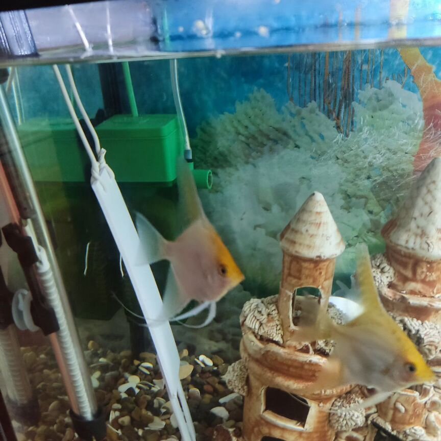 Аквариумные рыбки