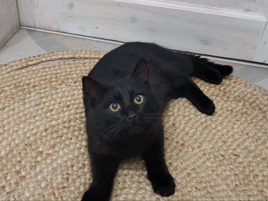 Котенок