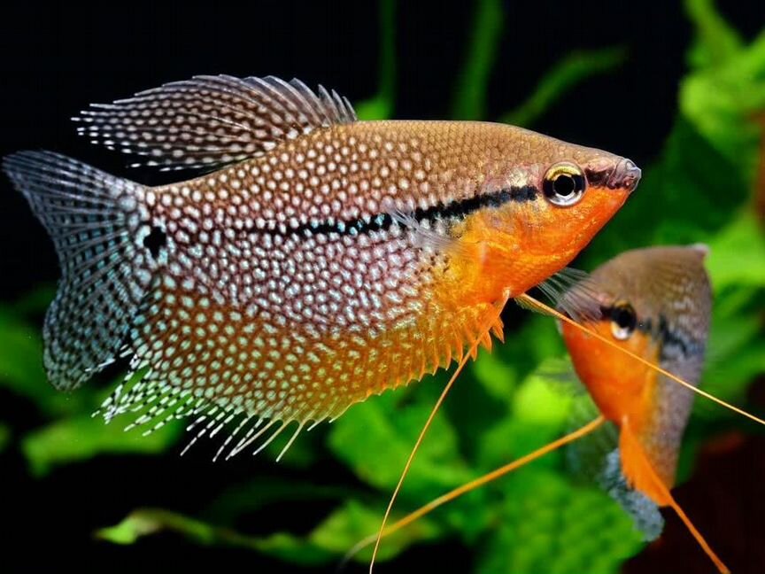 Предложите самца жемчужного гурами