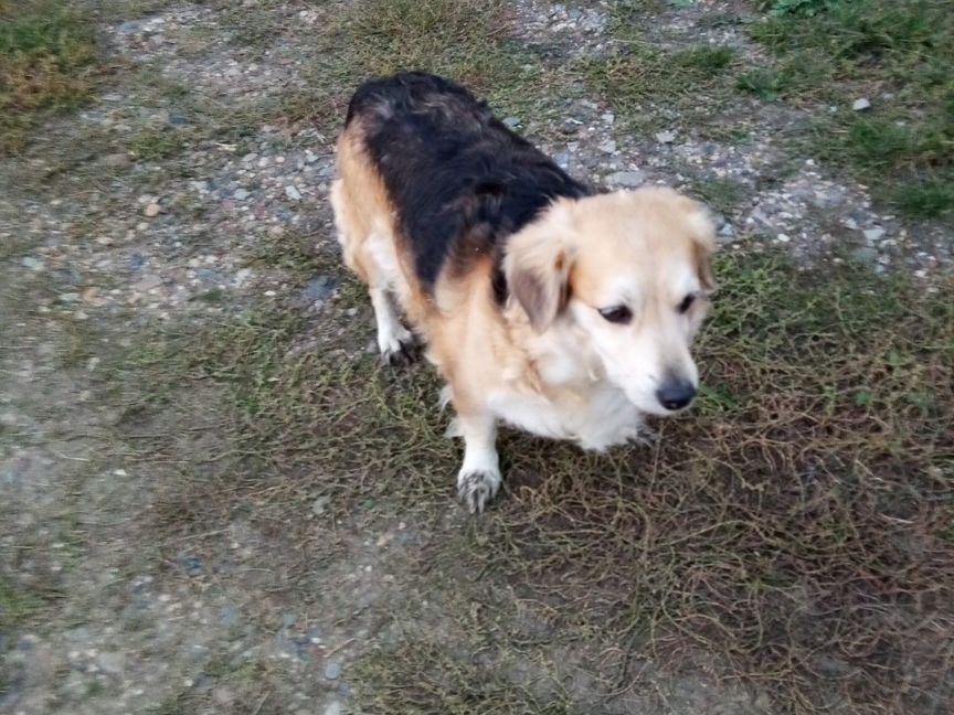 Собака в добрые руки отдам бесплатно