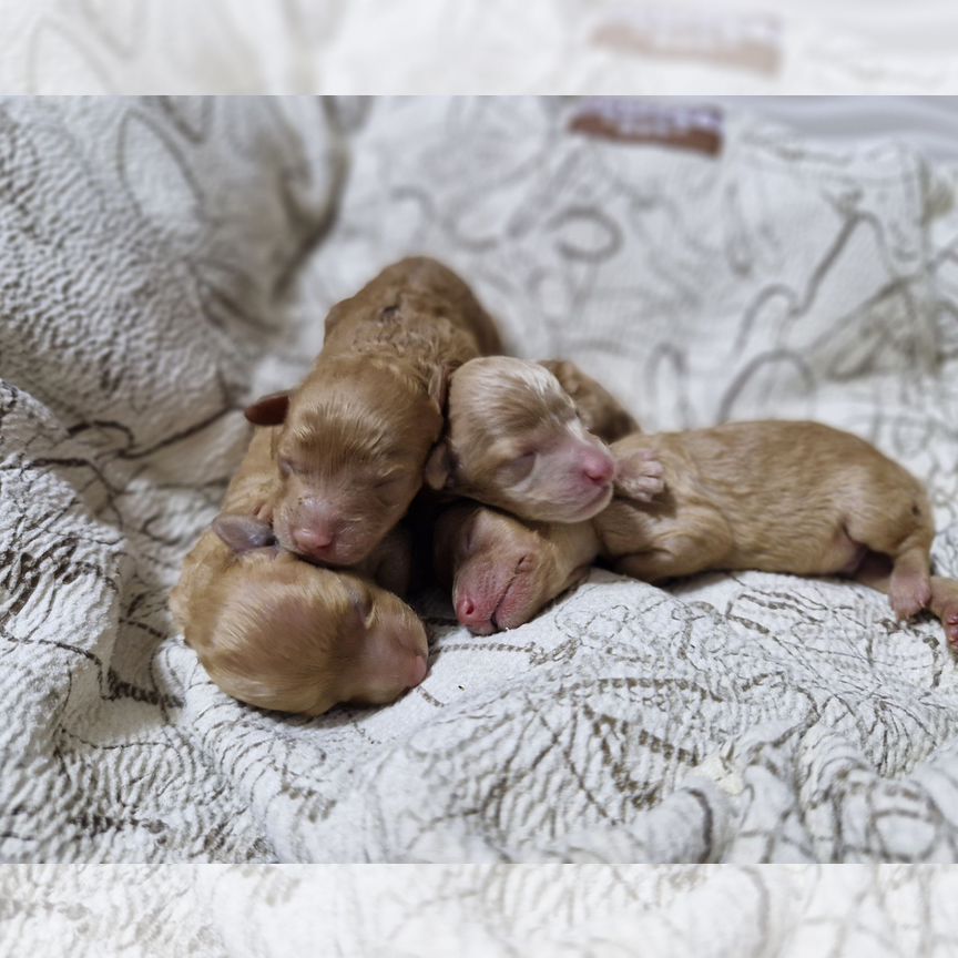 Той-пудель, щенок