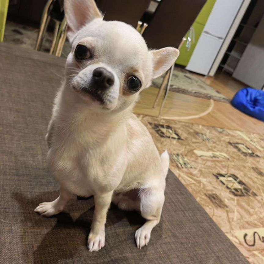 Вязка кобель чихуахуа мини