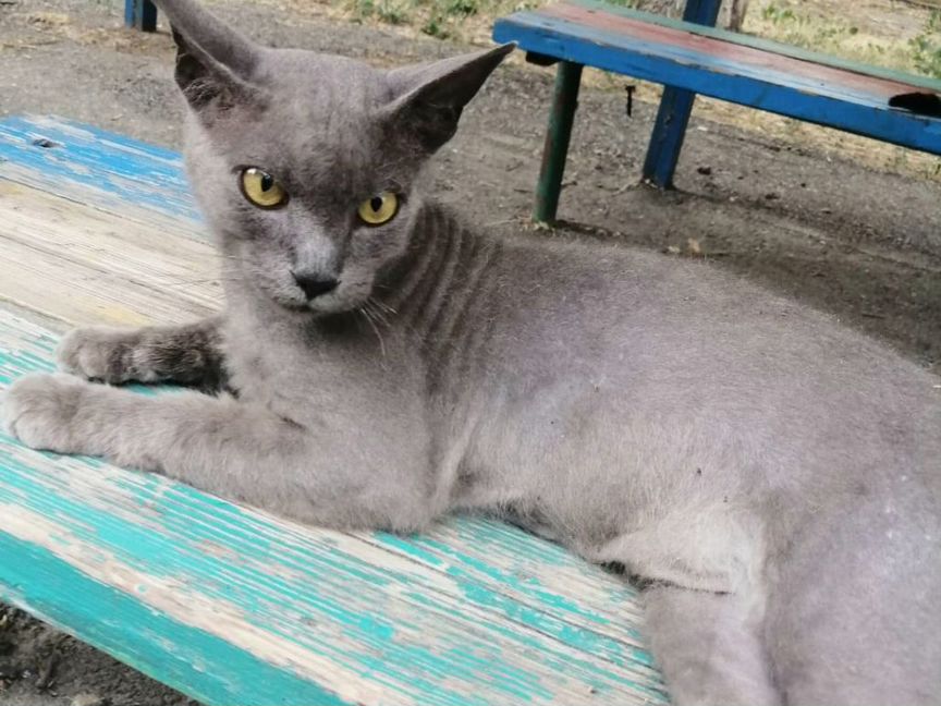 Брошенный котик ищет дом