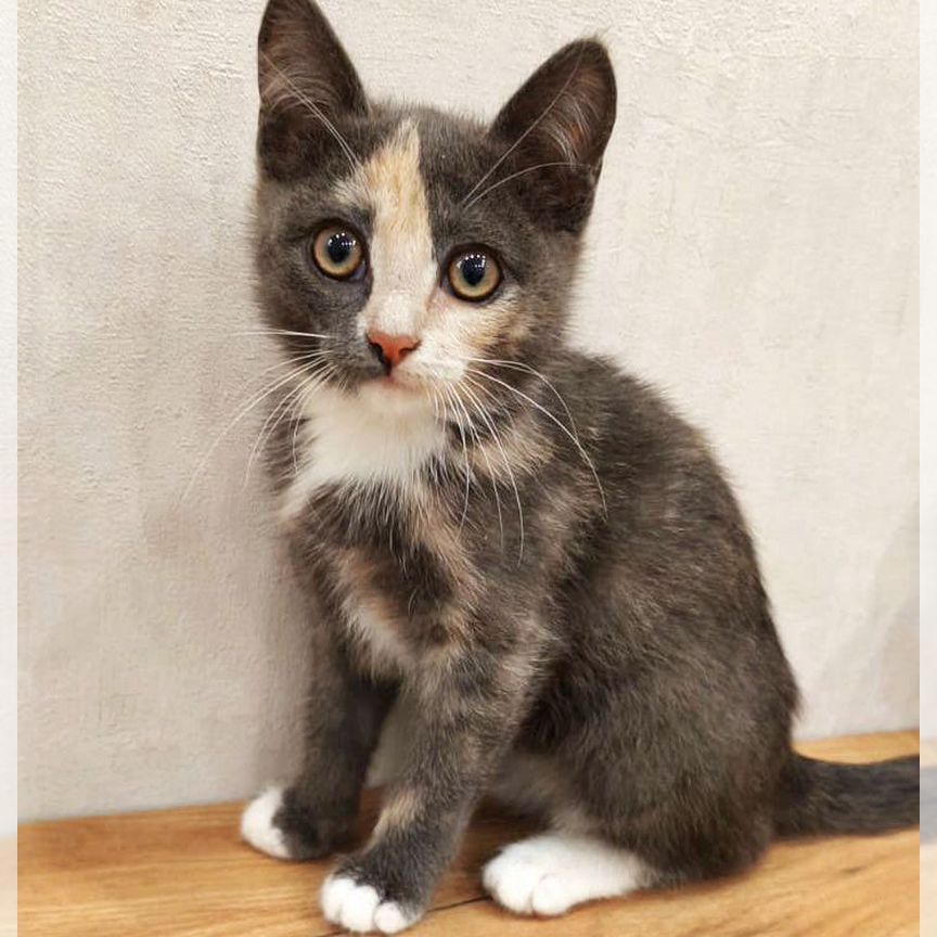 Котенок