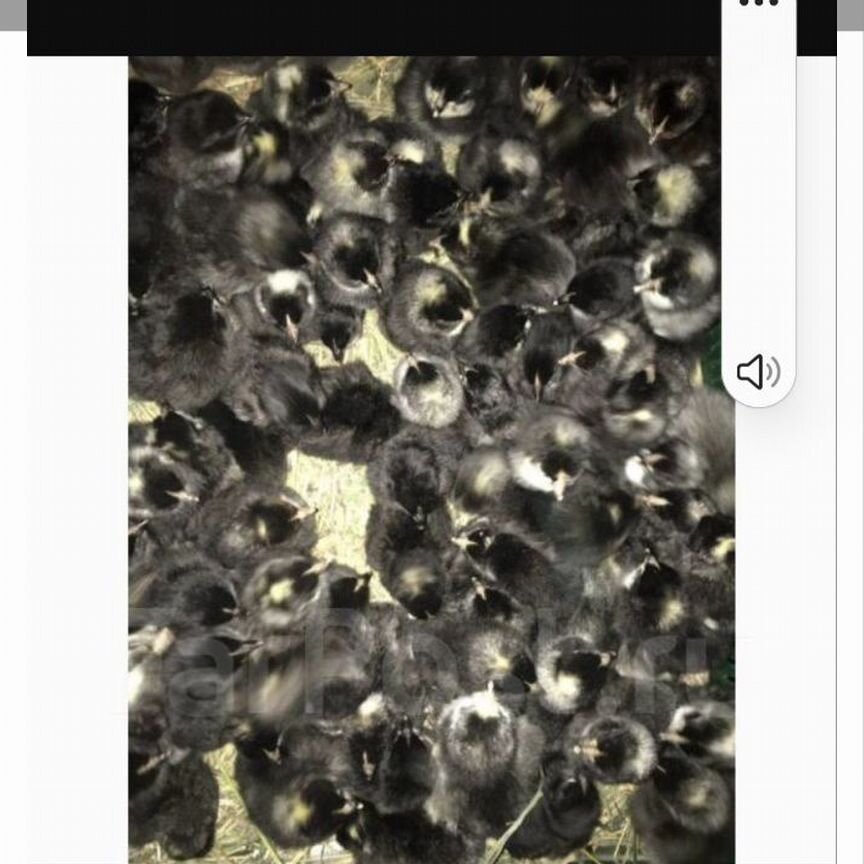 Цыплята суточные несушки