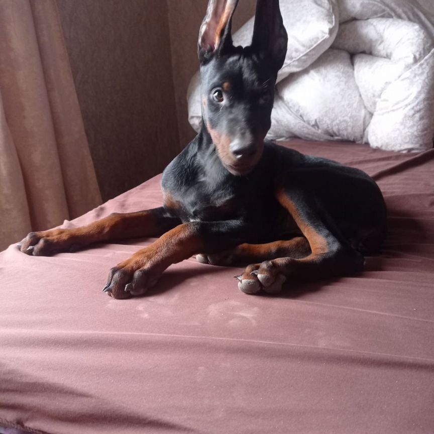 Щенки добермана в добрые руки