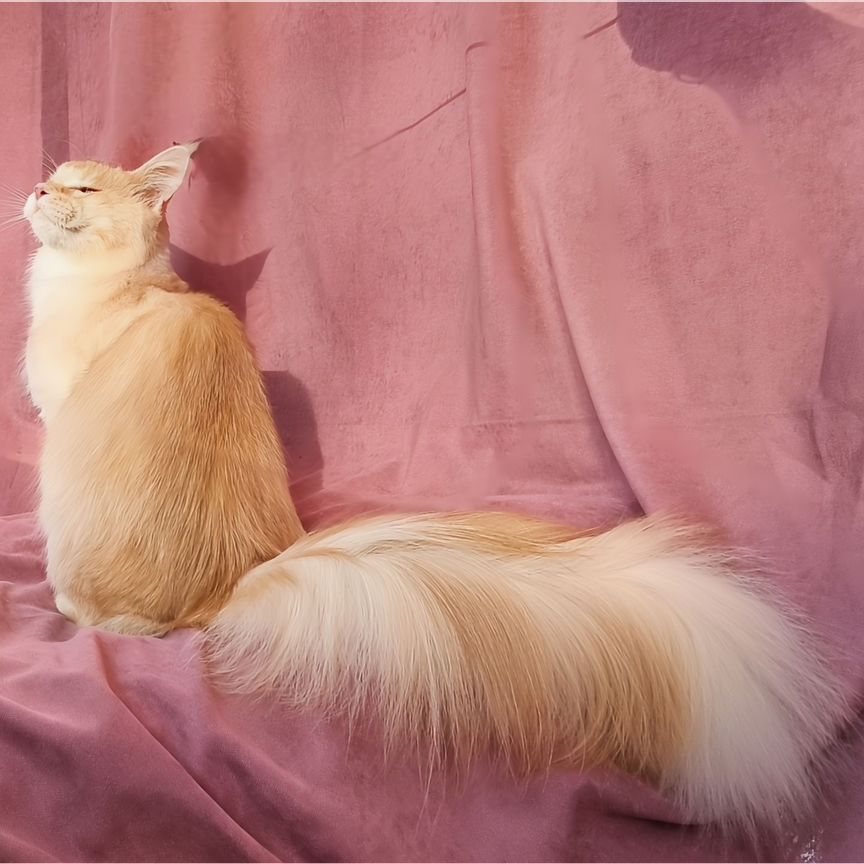 Мейн-кун, взрослая кошка