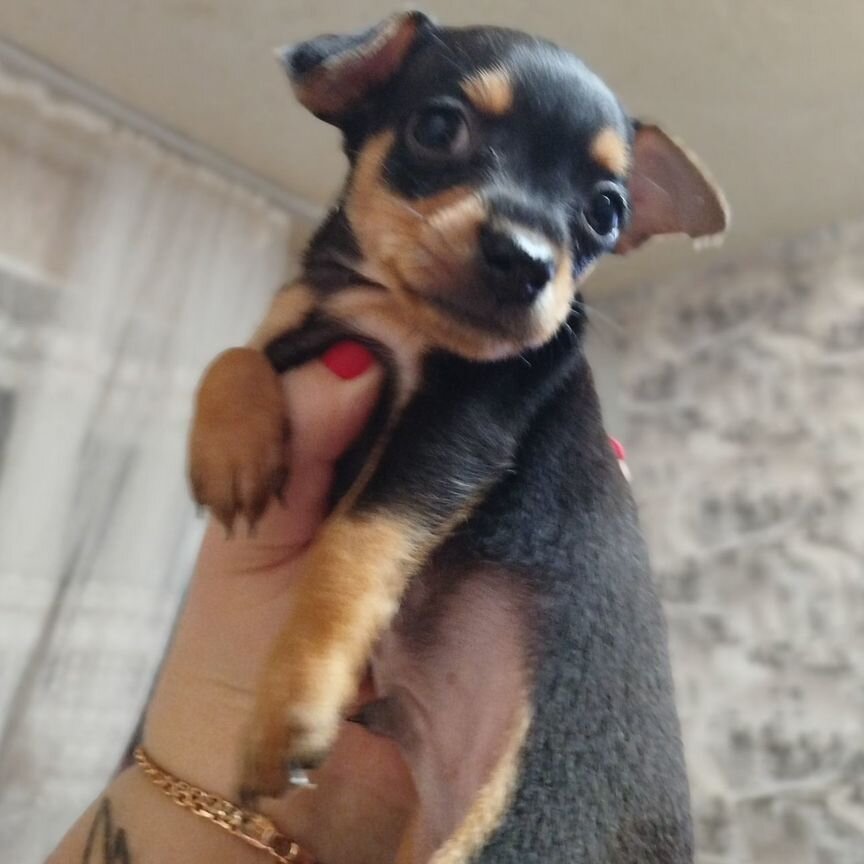 Цвергпинчер, щенок