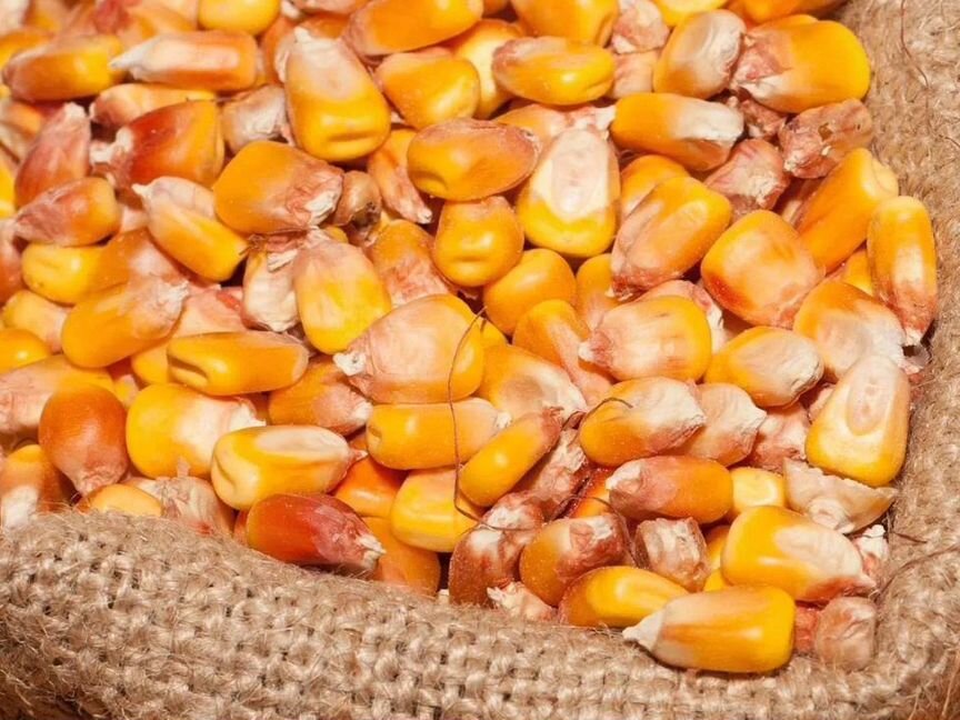 Соя, Соя на корм