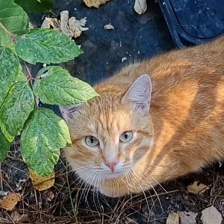 Взрослая кошка в добрые руки