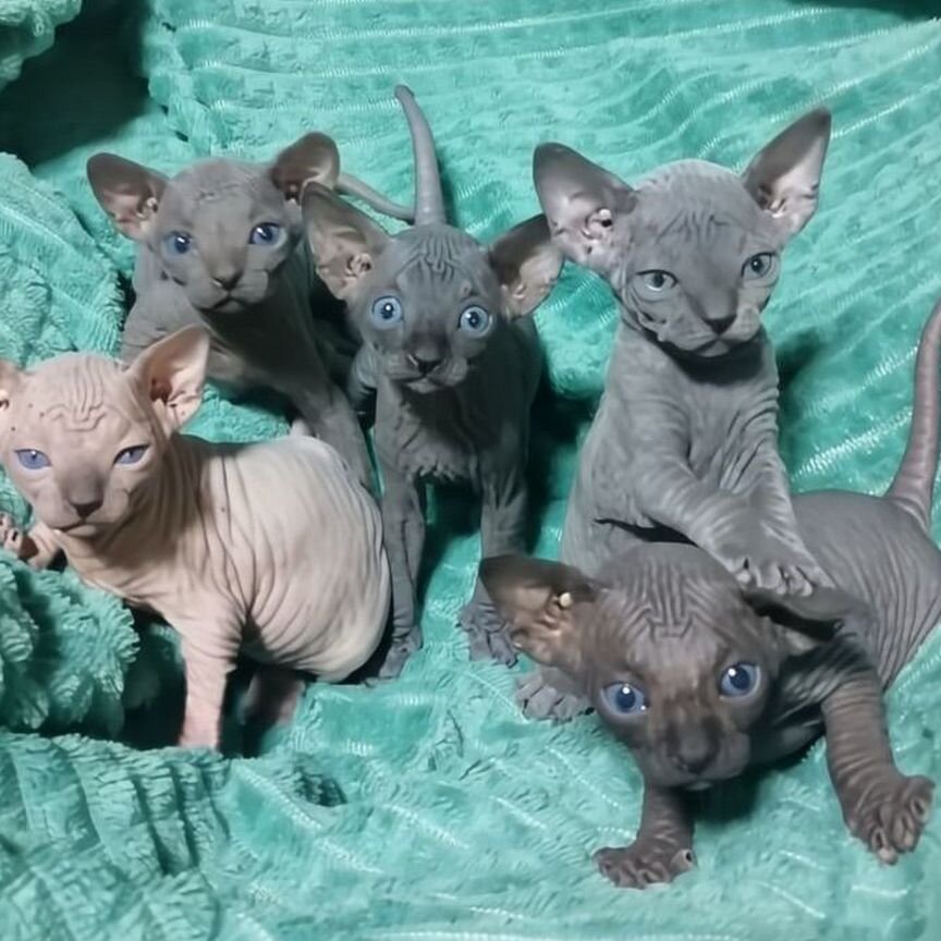 Канадский сфинкс котёнок