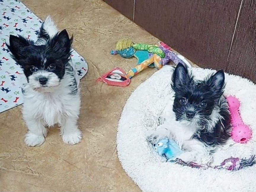 Девочки цветного йорка