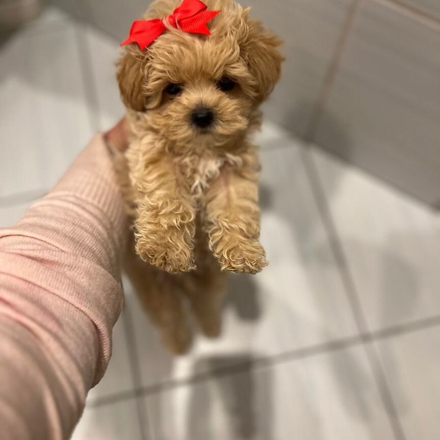 Мальтипу ф1 мини Корея
