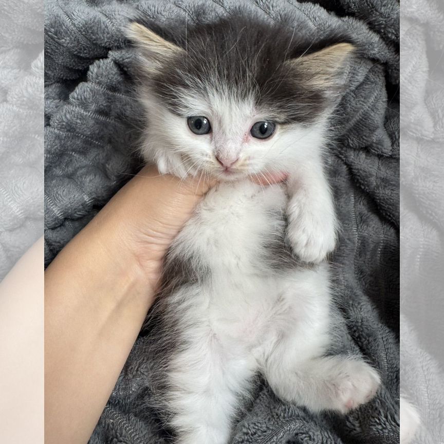 Котёнок в добрые руки