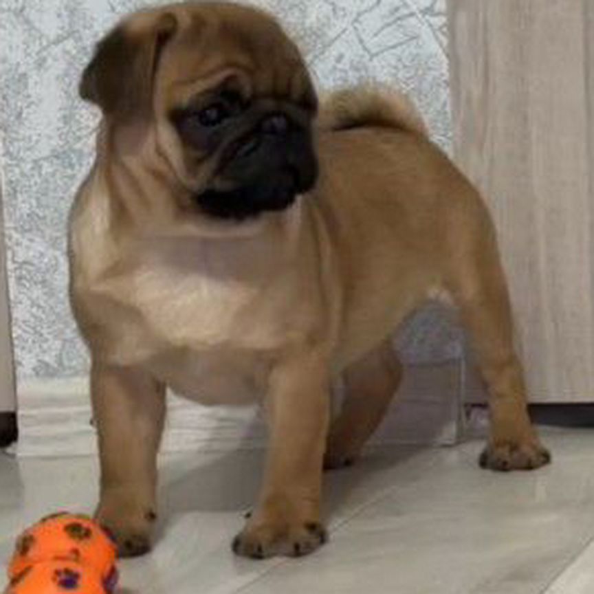 Мопс, щенок