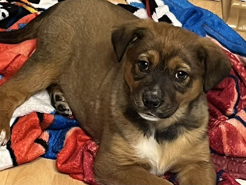 Мальчик в добрые руки