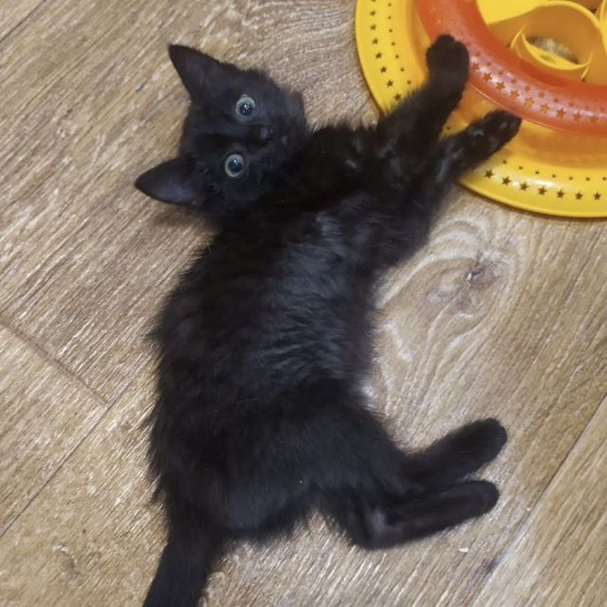 Котенок-девочка