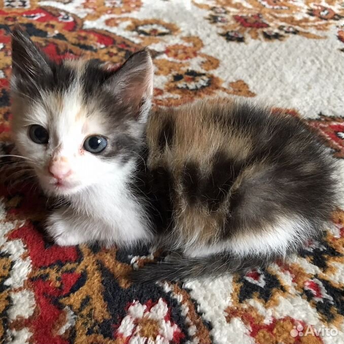 Трехшерстный котенок девочка