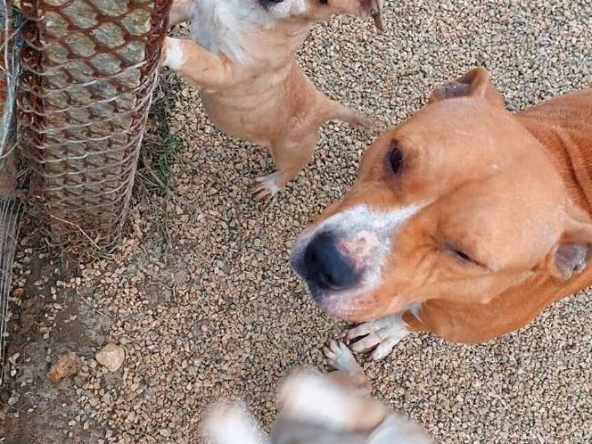 Щенки американского стаффорда