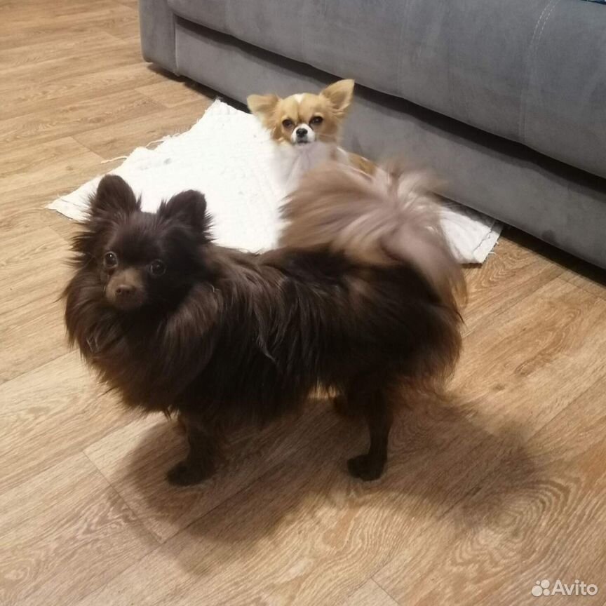 Мини шпиц