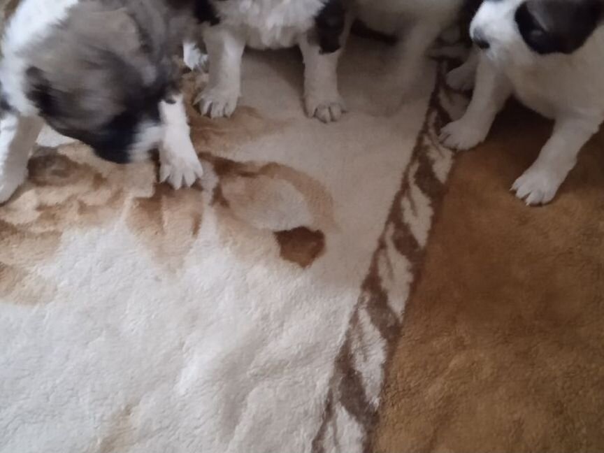 Щенки кавказской овчарки