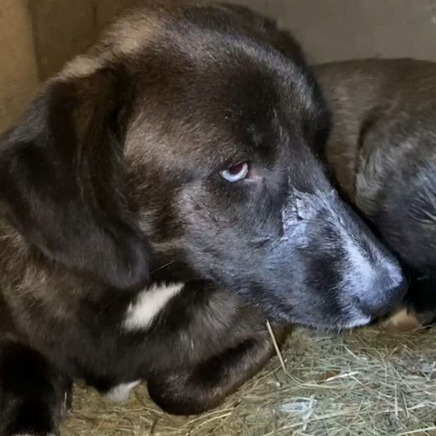 Взрослый пёс в добрые руки