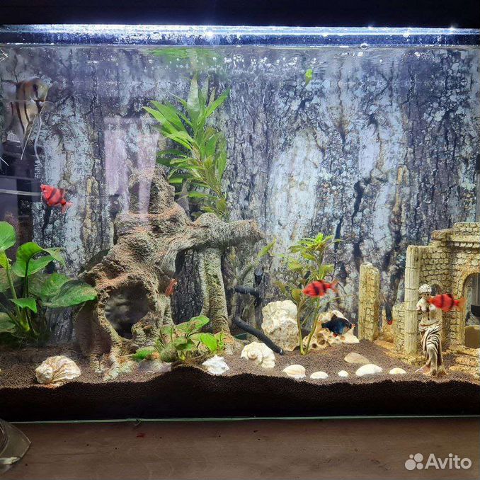 Аквариум 70 литров с рыбками бесплатно Бронь