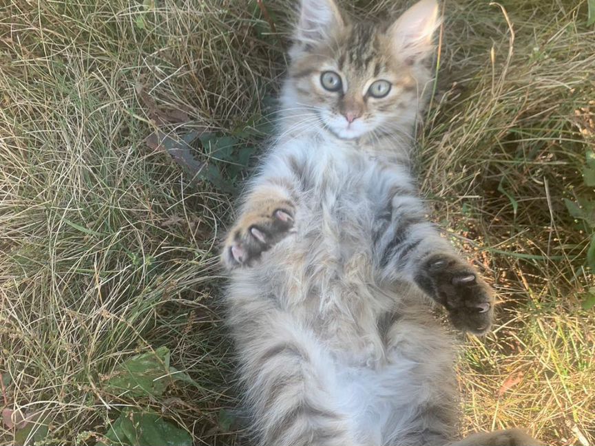 Котики бесплатно