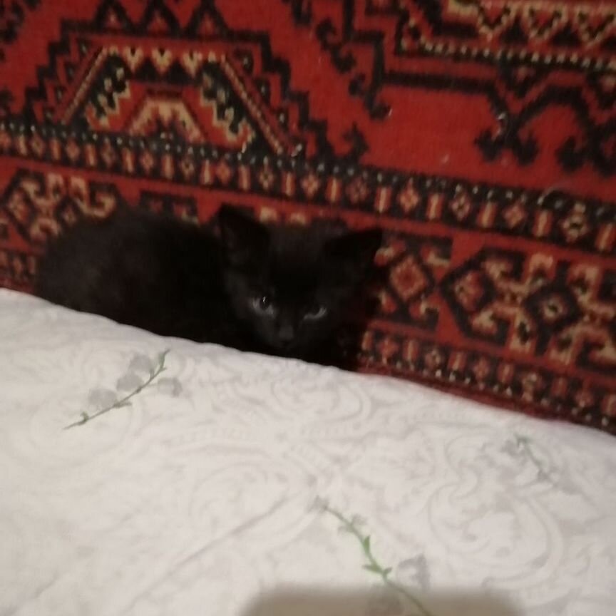 Отдам котят бесплатно