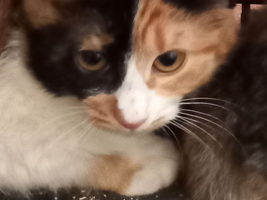 Котята