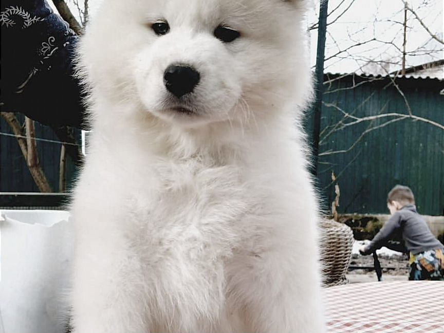 Самоедская лайка щенки