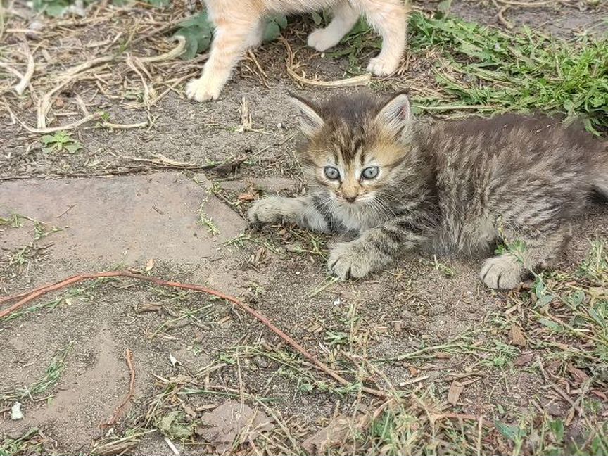 Котята в добрые руки бесплатно