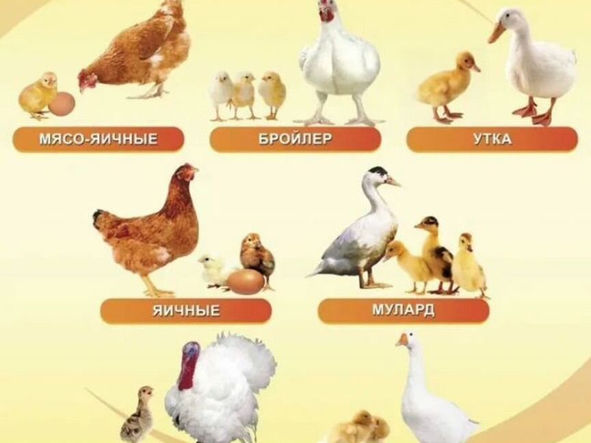 Цыплята суточные