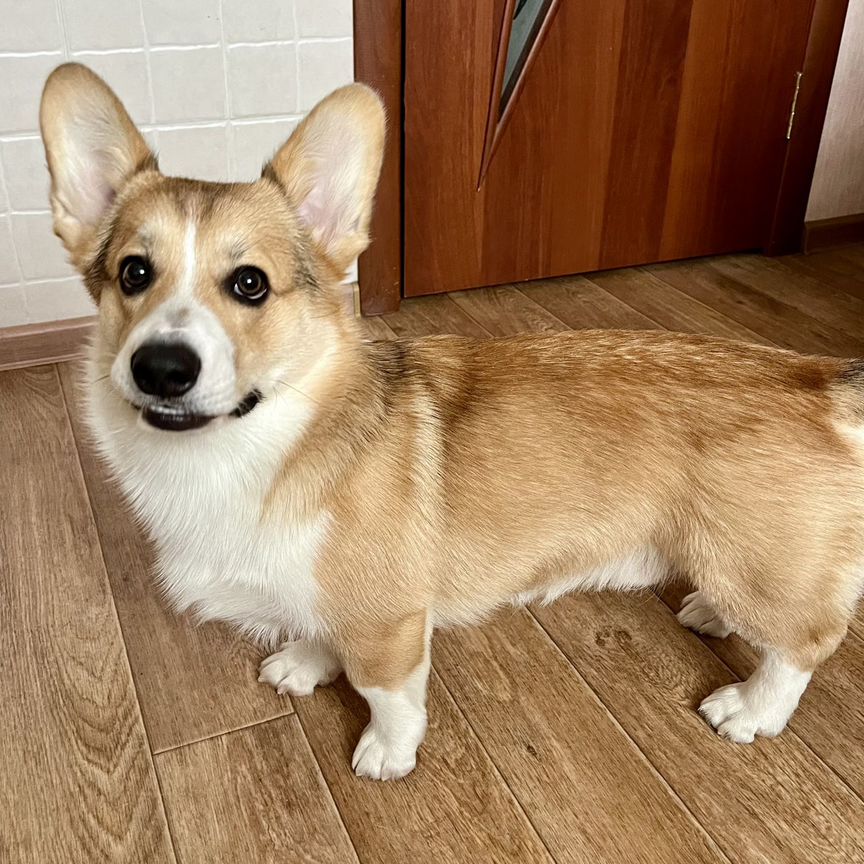 Вельш Корги Пемброк, щенок