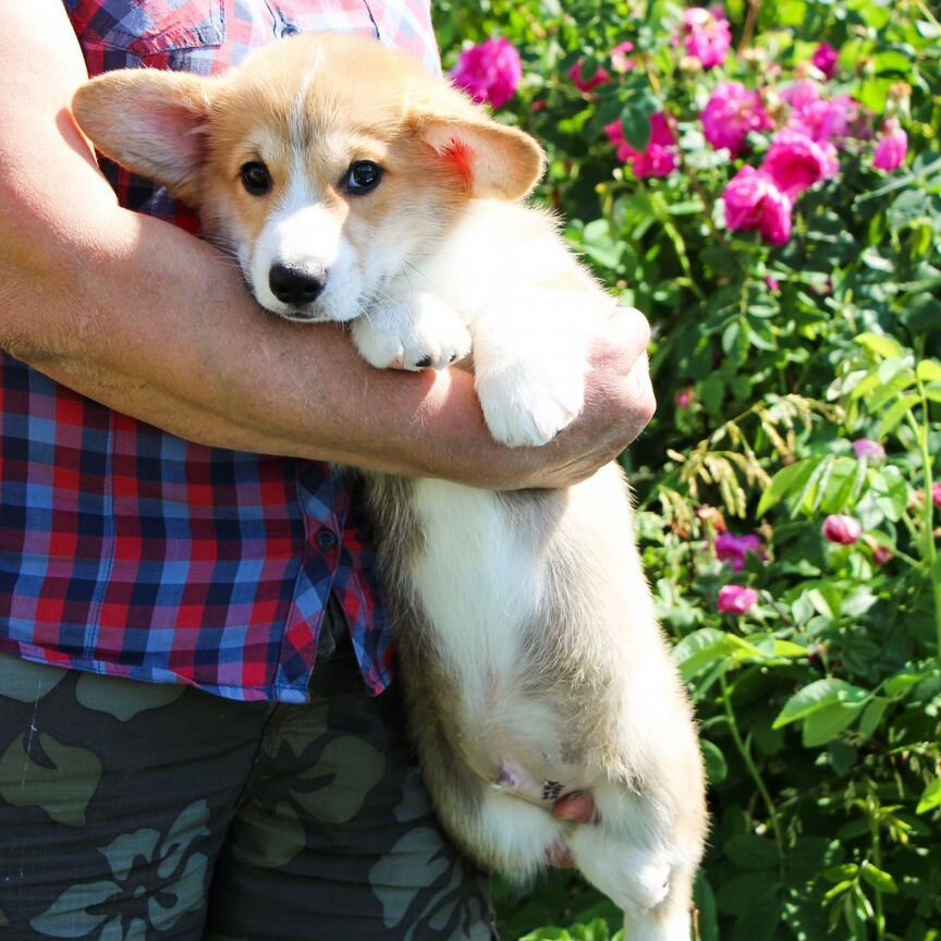 Вельш Корги (пемброк)мальчик