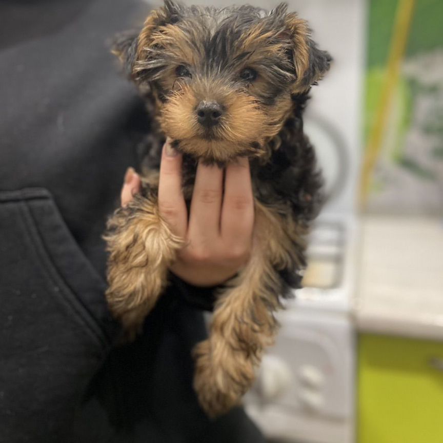 Йоркширский терьер, щенок