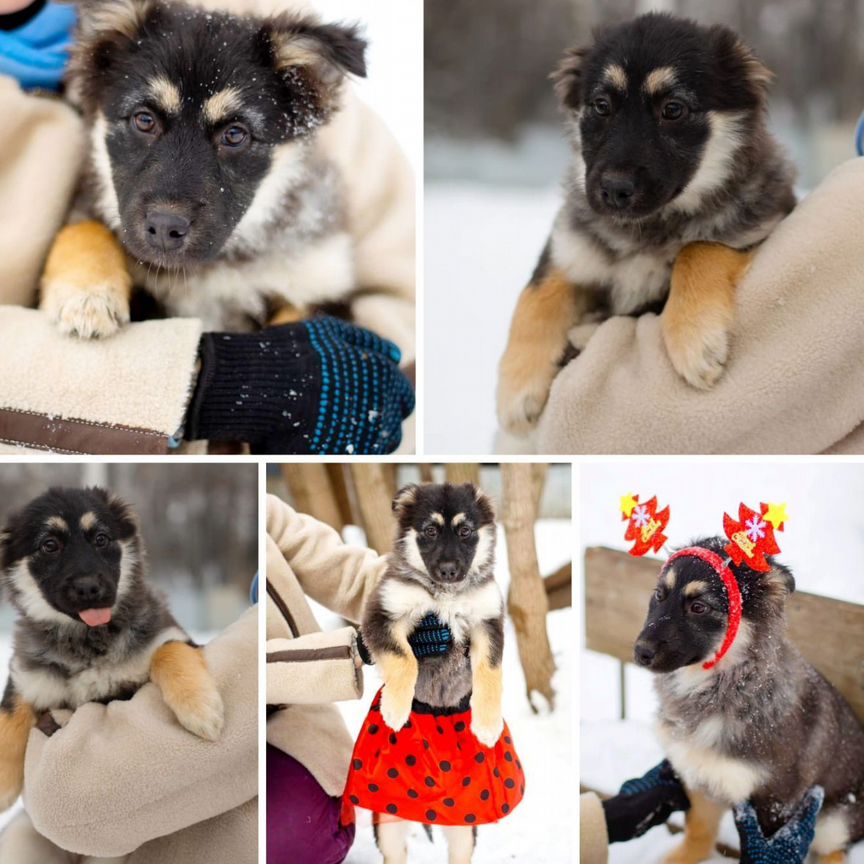 Щенки девочки в добрые руки