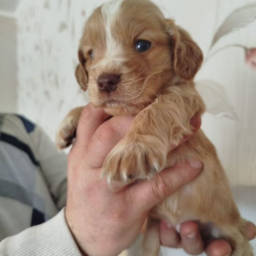 Спаниель щенки