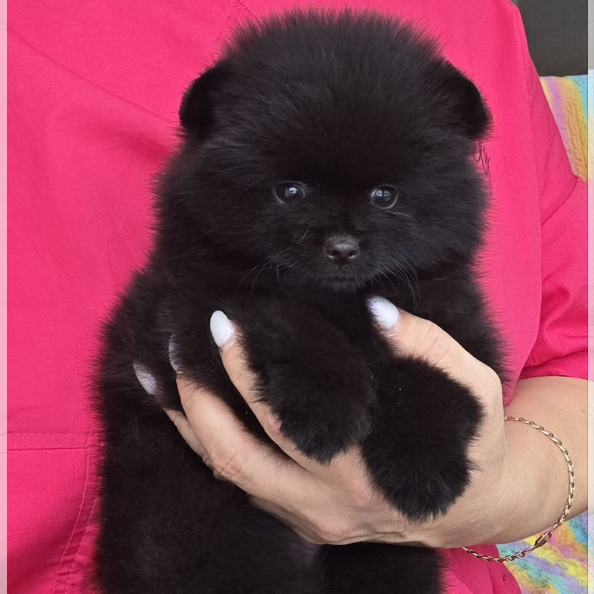 Немецкий шпиц, щенок