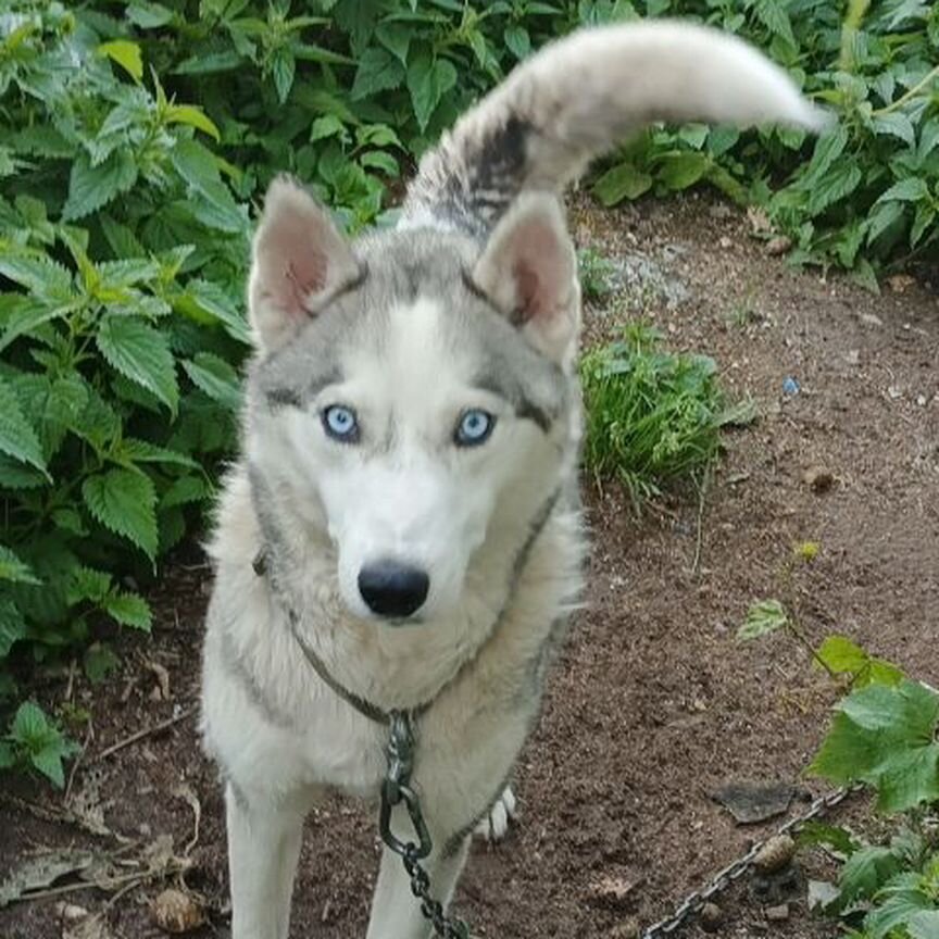 Хаски сидит на цепи
