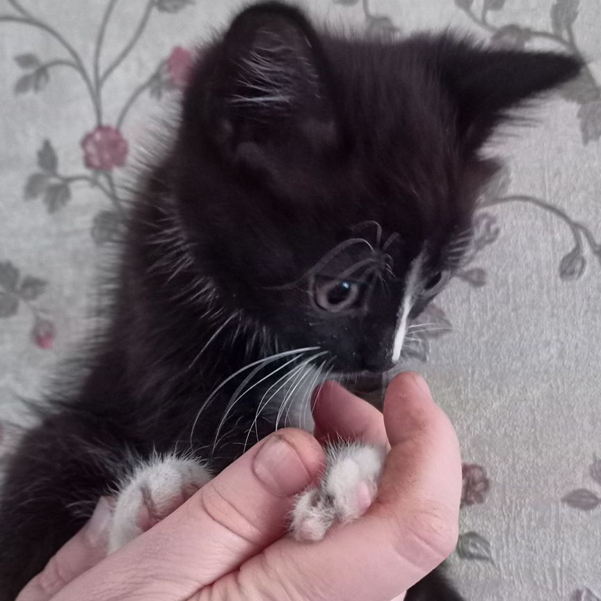 Черный котенок мальчик