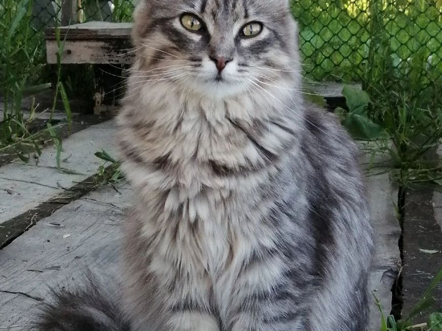 Есения ищет дом