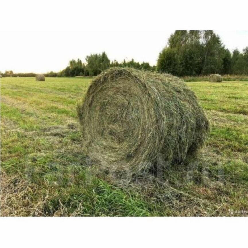 Сено в тюках