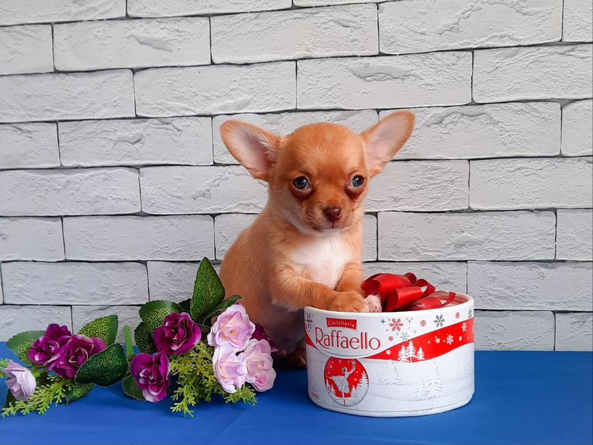 Чихуахуа.Мальчик