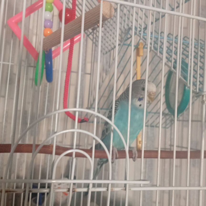 Волнистый попугай