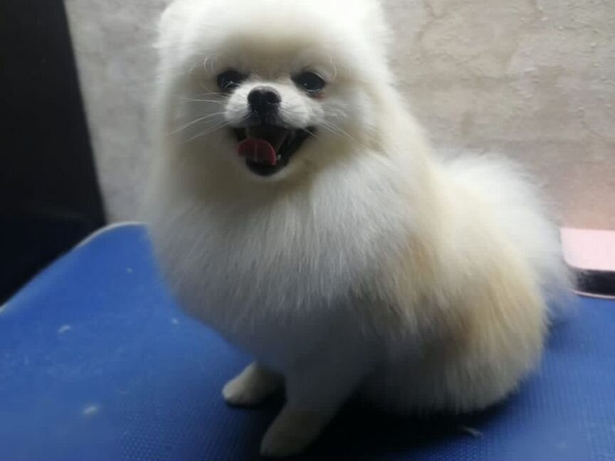 Шпиц белый вязка