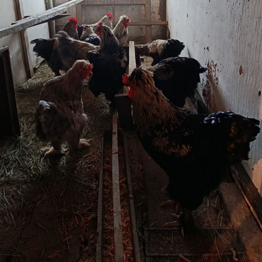 Петухи Брама