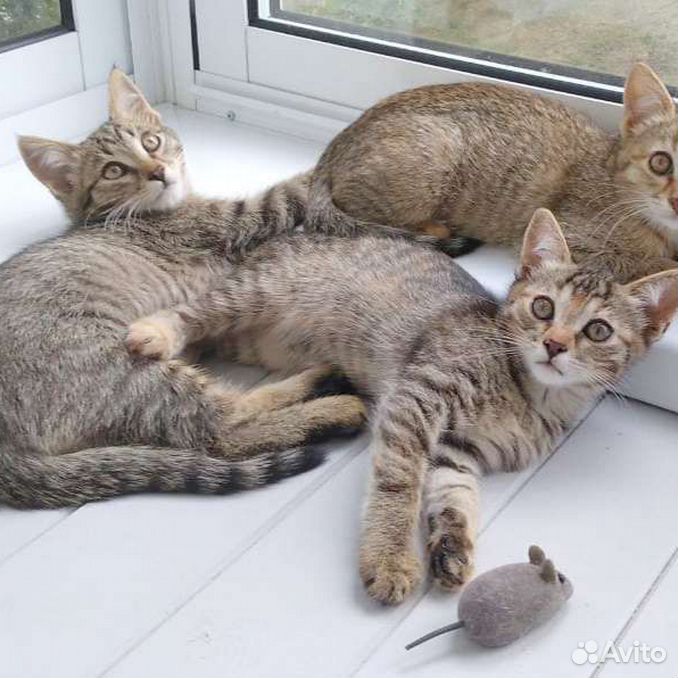 Котята Шаня, Шипуня и Шпрот.,2,5 месяца