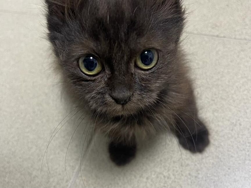 Котенок черный домовенок